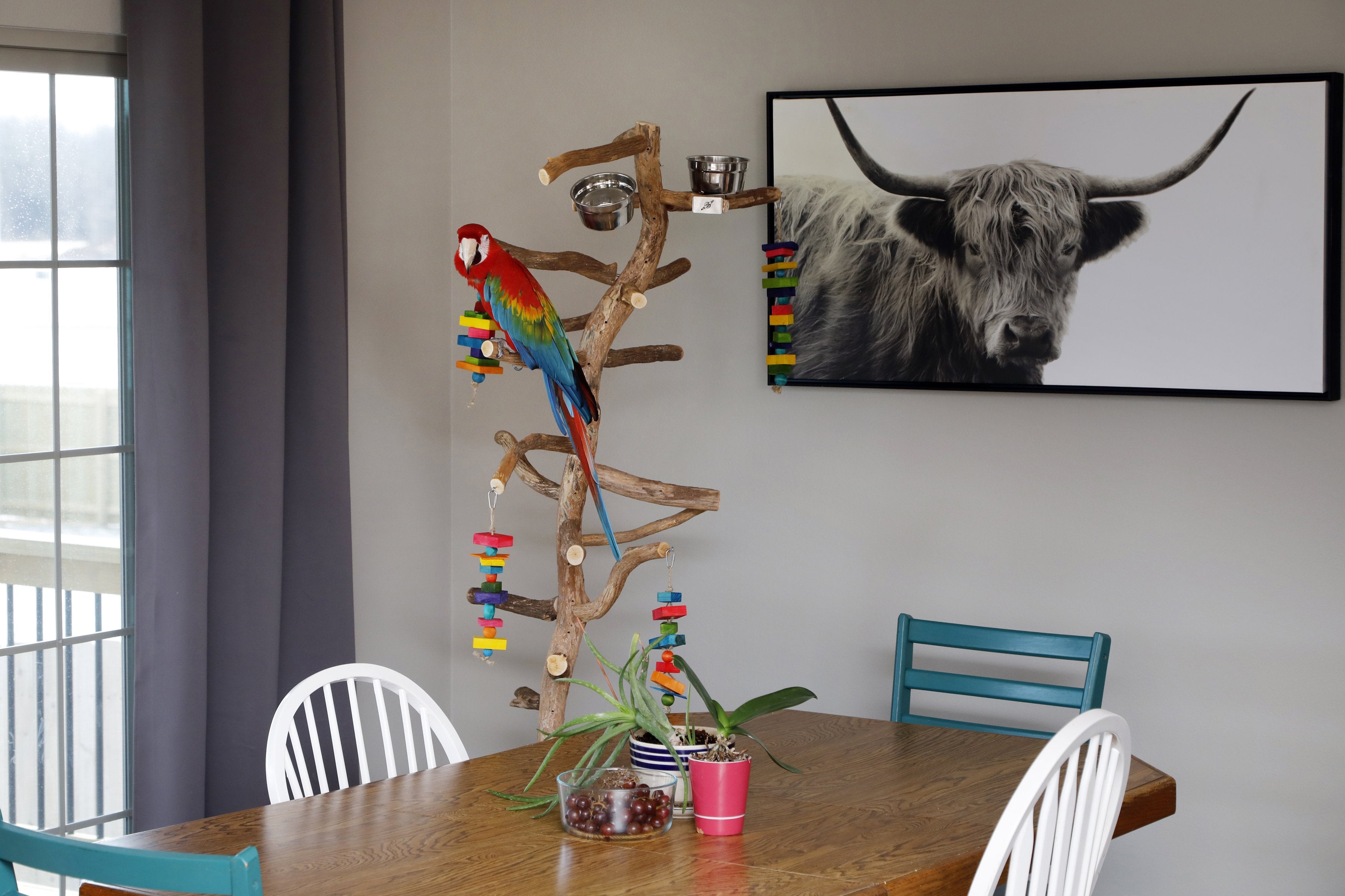 The Five Pillars of Parrot-Hood Education – The Parrot Mom, LLC